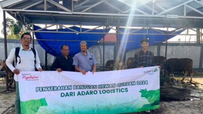 Adaro Logistics Group Berbagi di Idul Adha 1445 H, Serahkan 12 Sapi dan ...