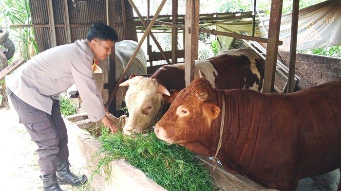 Cara Hemat Aipda Yasin Gemukkan Sapi Limosin, Olah Pakan dari Limbah ...
