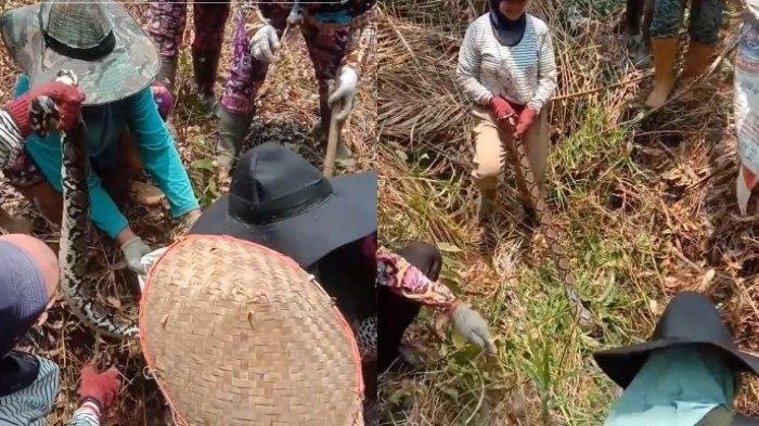 Viral Aksi Emak-Emak Santai Tangkap Ular Piton dengan Tangan Kosong di Sumsel, Sampai Mau ...