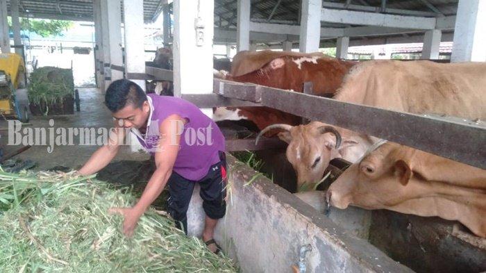 Pemerintah Provinsi Kalsel Targetkan Swasembada Sapi Melalui Program Siska Ku Intip ...