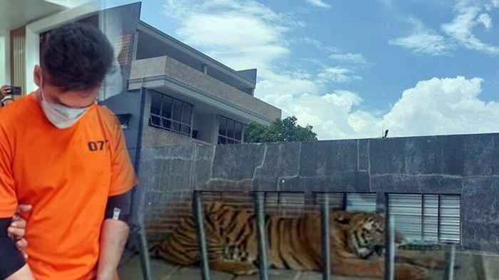 Asal Usulnya Ditelusuri, Ini Nasib Harimau Sumatera yang Menewaskan ...