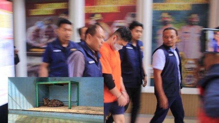 Harimau Terkam Warga Samarinda Kaltim hingga Tewas, Sang Pemilik Siap ...