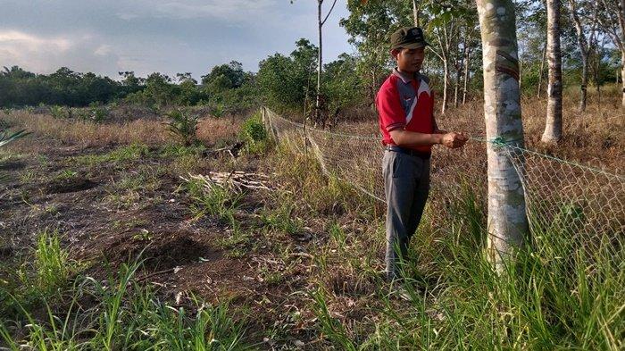 Jaring Hingga Letupan Senapan Angin Belum Mampu Mengatasi, Petani ...