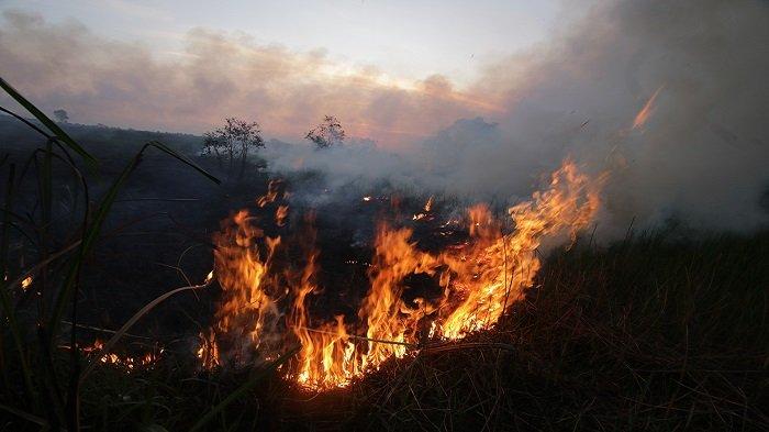 Antisipasi Karhutla, Disbunak Batola Surati Perusahaan dan Petani Sawit ...
