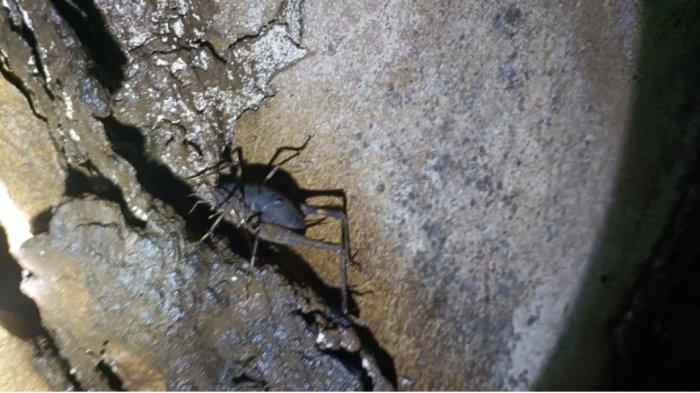 Wisata Kalsel - Aneka Binatang Merayap Ditemukan di Dinding Gua ...