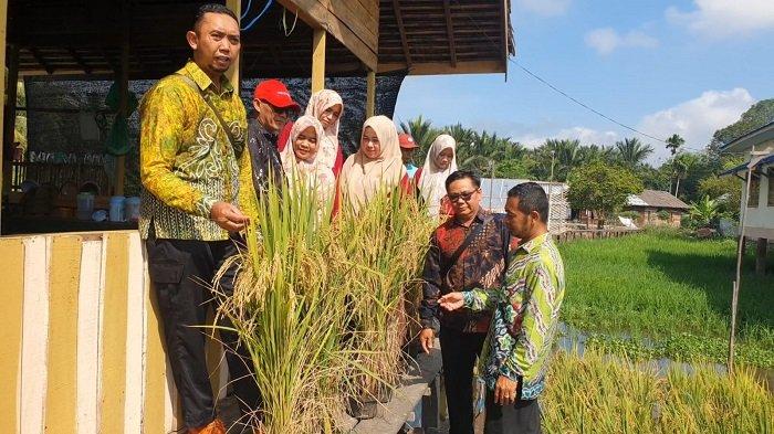 Lakukan Uji Coba, BPP Amuntai Selatan Buktikan Inpari 9 Lebih Cepat ...