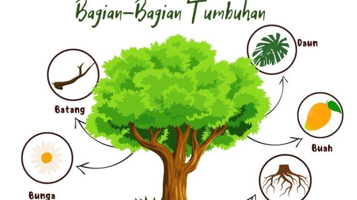 Soal dan Kunci Jawaban SAS IPA Kelas IV SD Kurikulum Merdeka, Bagian-bagian Tumbuhan ...