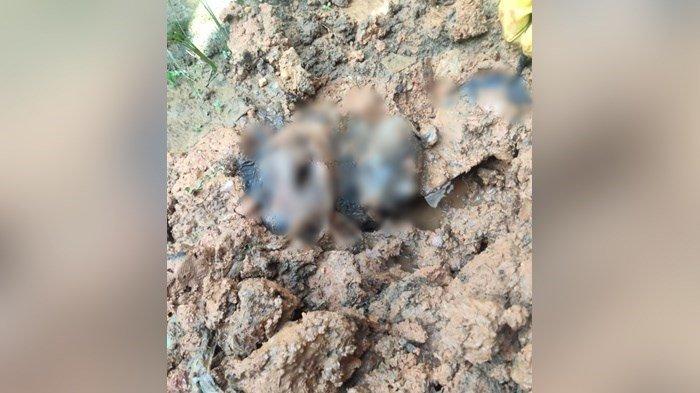 Heboh Dikira Mayat Manusia Terkubur di Martapura, Setelah Dibongkar Ternyata Bangkai Kucing ...