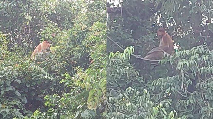 WISATA Kalsel : Serunya Susur Sungai di Panjaratan, Ada Pemandangan ...