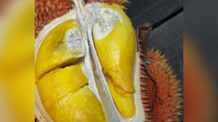 Mengenal Aneka Durian di Kalsel, Jenis Kalih Agak Berair dan Tebal Dagingnya - Banjarmasinpost.co.id