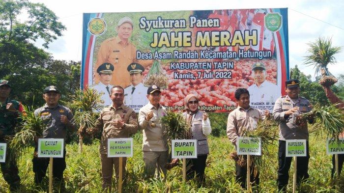 Harga Jual Jahe Merah di Tapin Rendah, Dinas Pertanian Sarankan Ini ke ...