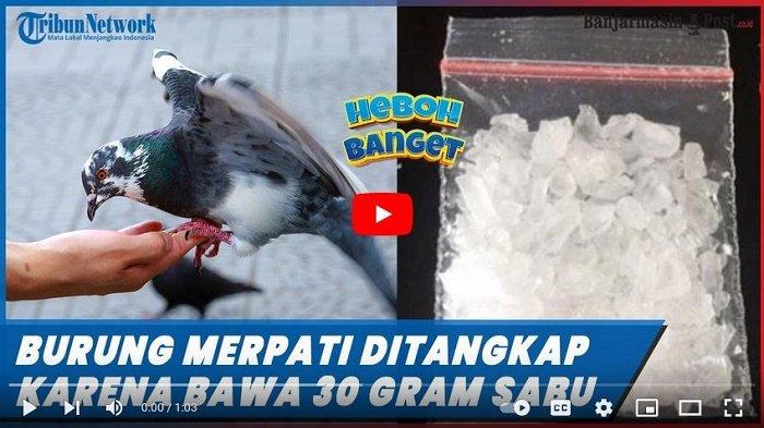 VIDEO HEBOH BANGET - Burung Merpati Diamankan Petugas Penjara, Bawa 30 ...
