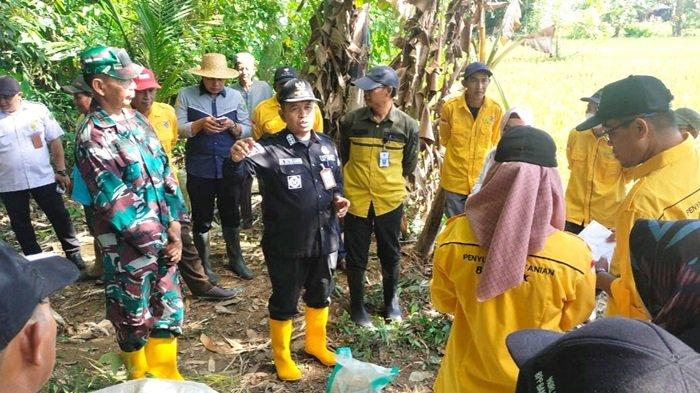 Hasil Panen Per Hektar di Bangkiling Raya Tabalog Capai Lima Sampai Tujuh Ton Gabah Kering ...