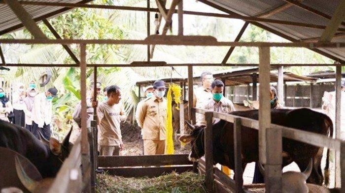 Jelang Idul Adha 2024, Ini Jumlah Stok Hewan Kurban di Kabupaten HST - Banjarmasinpost.co.id