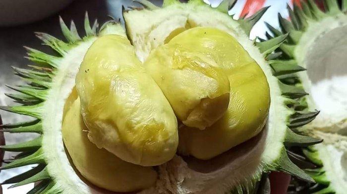 Mengenal Ragam Buah Durian Lokal Kalsel, Jenis Marawin Sangat Menyengat di Lidah ...