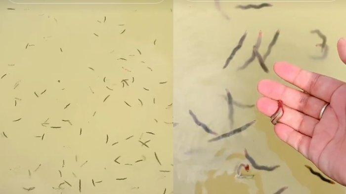 Viral Ratusan Ulat di Paser, Kaltim Muncul ke Permukaan Sungai ...