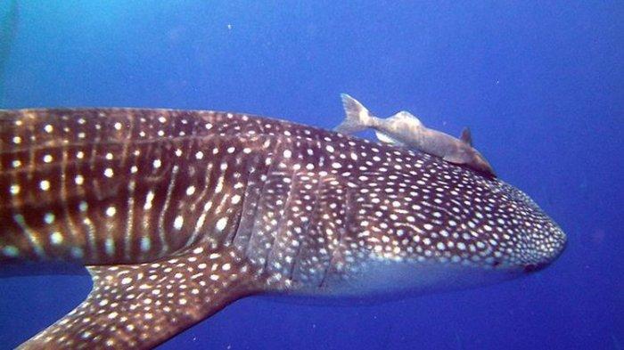 Intip Ikan-ikan Terbesar di Dunia, Ada Hiu Paus Bisa Capai Berat 12,5 ...