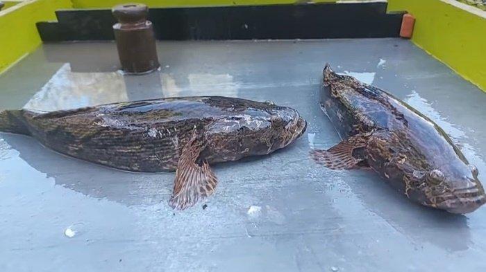 Jarang Ada Dijual di Pasar, Segini Harga Ikan Bakut di Pasar Palam ...