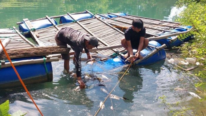 Hasil Uji Lab Belum Keluar, Kematian Massal Ikan Nila Budidaya Keramba ...
