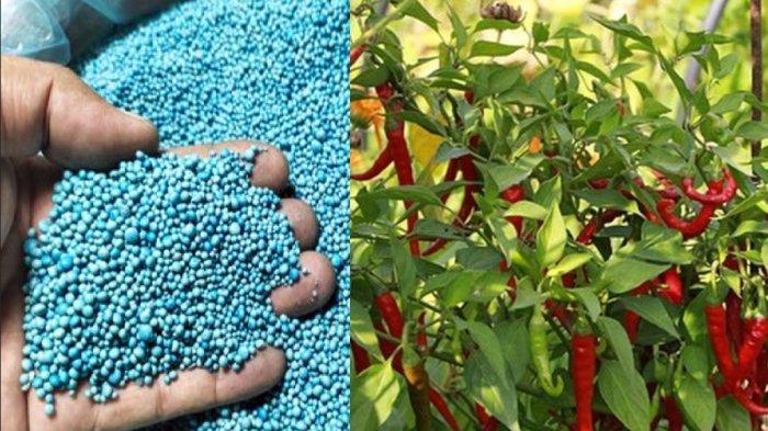 Rahasia Tanaman Cabai Tumbuh Subur, Pupuk Urea Pun Bisa Diandalkan - Banjarmasinpost.co.id