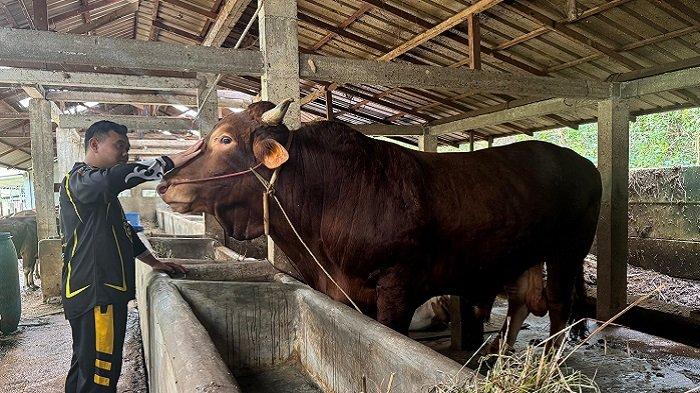 Janoko dari Peternak Banjarbaru Jadi Sapi Kurban Presiden Probowo ...