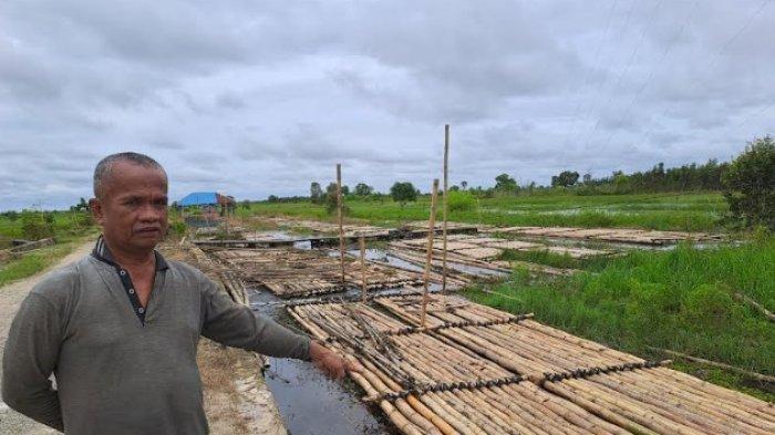 Inovasi Cabai Rawit Apung di Desa Hiyung Tapin, Solusi di Tengah Musim ...