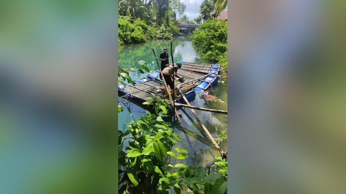 Petugas DKPP Tala Belah Perut Ikan Nila Keramba dan Cek Empedu ...
