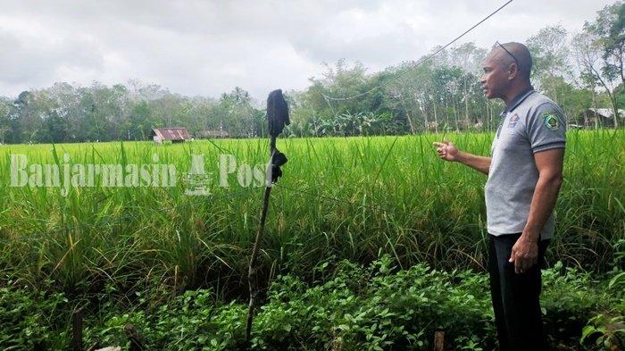 Tak Bisa Tanam Padi Dua Kali Setahun, Petani Murung Ilung Kabupaten ...