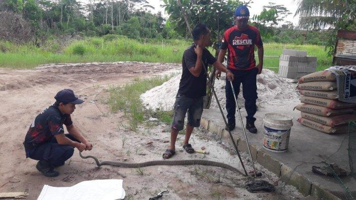 Warga Kereng Bangkirai Sebangau Palangkaraya Kaget Kobra Kalimantan Panjang 2 Meter Masuk ...