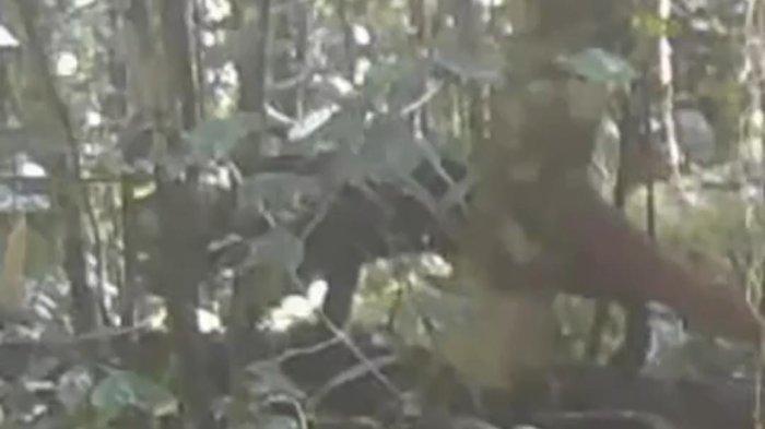 Berita Kucing Merah Kalimantan Terbaru Hari Ini - Banjarmasinpost.co.id