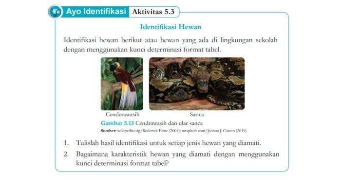 Kunci Jawaban IPA Kelas 7 SMP Hal 143 Kurikulum Merdeka, Identifikasi Hewan Kunci Determinasi ...