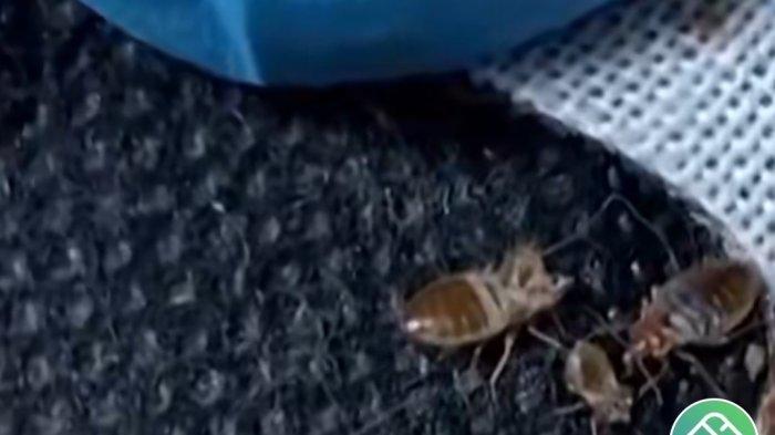 Viral Jalanan Paris dan Marseille Dipenuhi Kasur, Imbas Wabah Kutu Busuk di Prancis ...