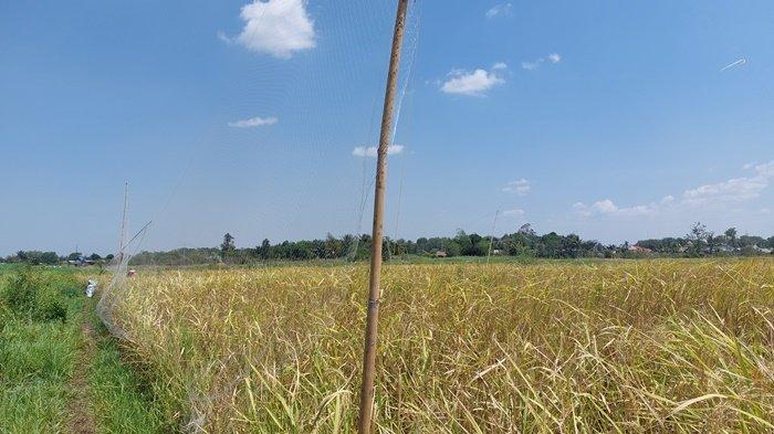 Hasil Panen Bagus, Petani di Jingah Habang Kabupaten Banjar Keluhkan ...