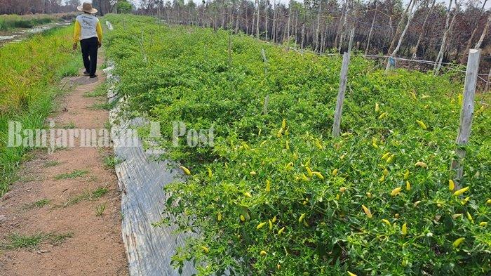 Tanaman Cabai di Desa Antasan Segera Batola Selamat dari Jilatan ...