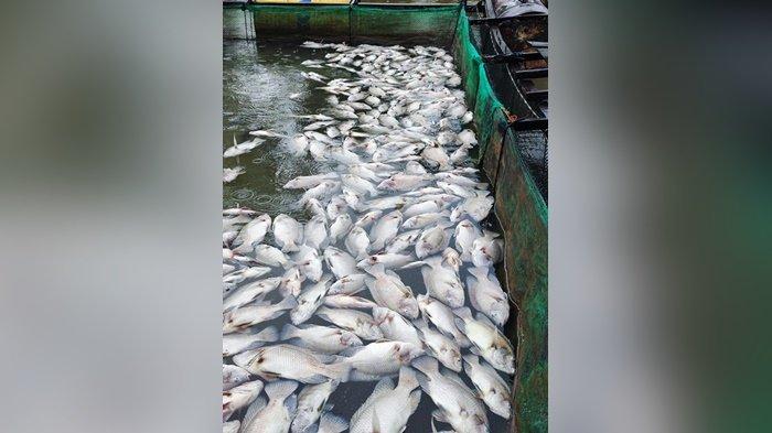 Mati Massal Ikan di Malimali Banjar, Dosen Perikanan ULM: Perlu ...