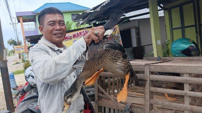 Peternak Itik di Gambut Kabupaten Banjar Ini Tak Percaya Flu Burung ...