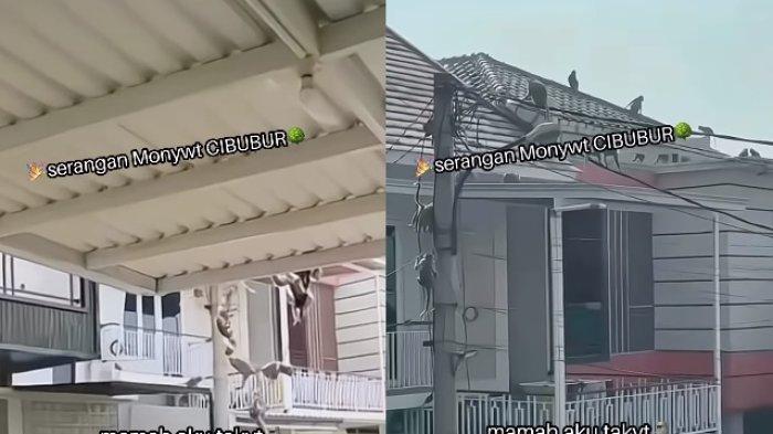 Viral Puluhan Monyet Serbu Perumahan Mewah Di Cibubur Nasib Habitat