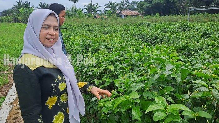Wisata Kalsel: Setiap Petani Desa Labuan Tabu Banjar Menanam Bunga Dua ...