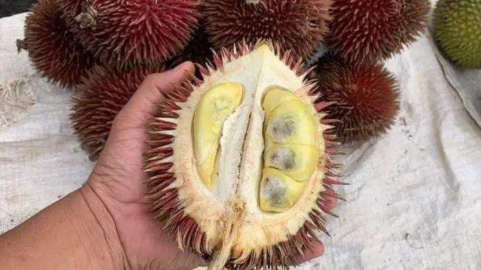 Mengenal Aneka Buah Durian Lokal Kalsel, Jenis Lahung Dikenal Paling Manis - Banjarmasinpost.co.id