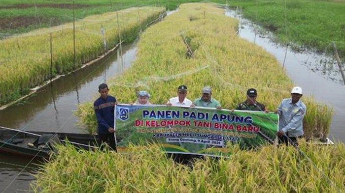 Lahan Padi Apung di Daha Barat Dipanen, Tingginya Debit Air Tidak ...
