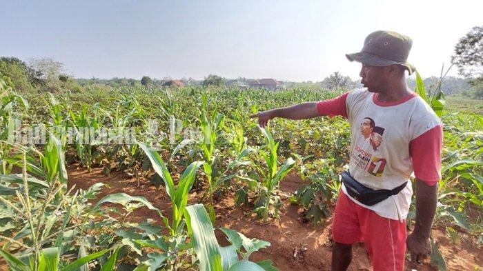 Kutu Kebul Menyerang Tanaman Terong Petani Tanahlaut, Petugas POPT ...