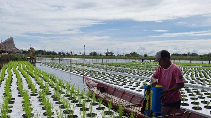 Lahan Rawa tak Akan Surut, Beberapa Desa di Amuntai Selatan HSU Cocok ...