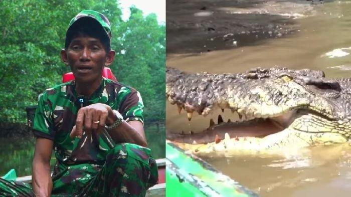 Warga Bontang Kaltim Ungkap Penyebab Buaya Riska tak Berbahaya ...