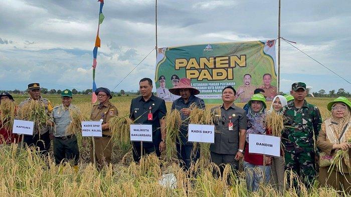 Kemarau Melanda, Wali Kota Banjarbaru Panen Puluhan Hektare Padi Lokal ...