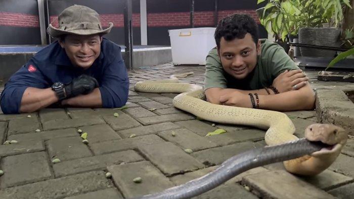 Panji Petualang Rebahan Bareng Ular King Kobra Goldi, Tio Survival Beri ...