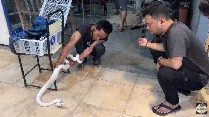 Bongkar Fakta Siluman Ular Putih dari Kalsel, Panji Petualang Temukan ...