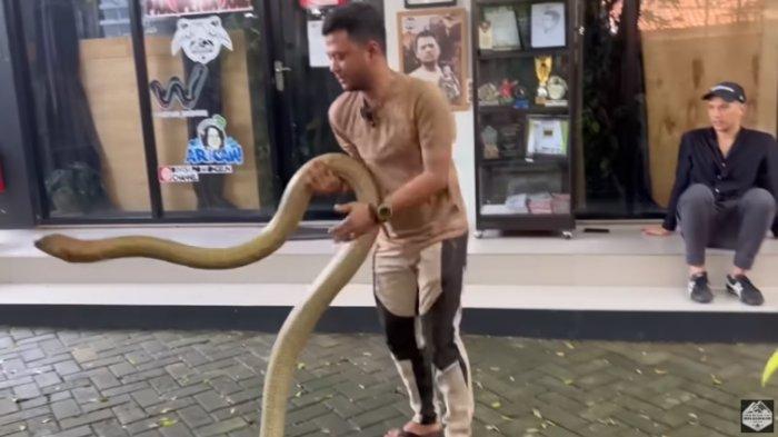 Kondisi Ular Kobra Raksasa yang Ditemukan Panji Petualang di Kalimantan ...