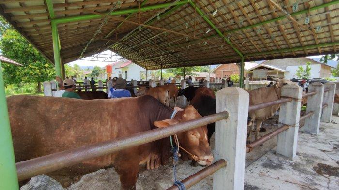 Cegah Wabah PMK, Lalulintas Hewan Ternak Masuk Tabalong Diperketat ... Cegah Wabah PMK, Lalulintas Hewan Ternak Masuk Tabalong Diperketat ...