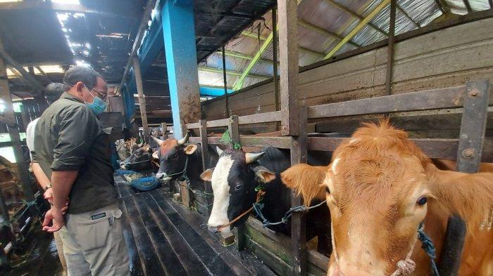 Dokter Hewan Pastikan Sapi di RPH Basirih Banjarmasin Bebas PMK ...