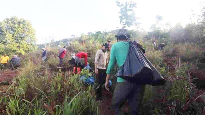 Ribuan Bibit Kayu Keras Ditanam di Gunung Pamaton Kawasan Tahura Sultan ...